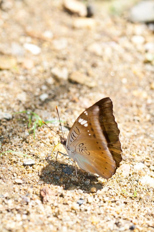 Butterfly on a sand stock image. Image of swallowtail - 21938889