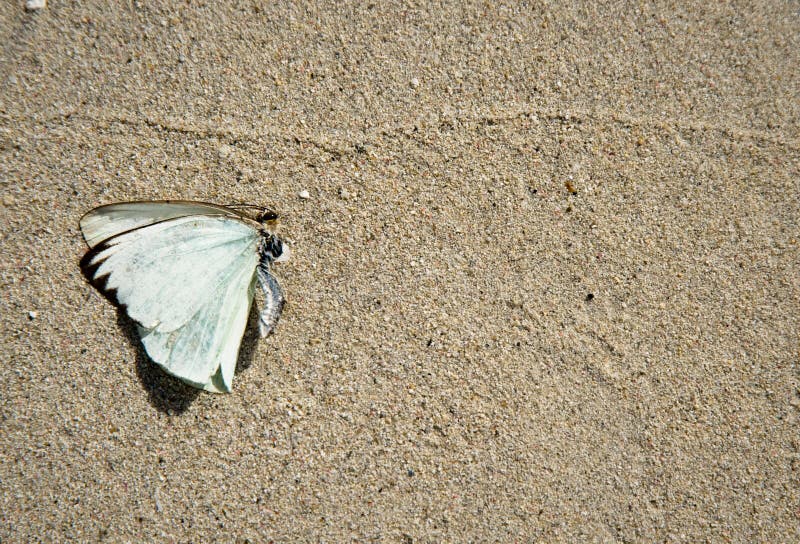 Butterfly on the sand stock image. Image of mortality - 7874539