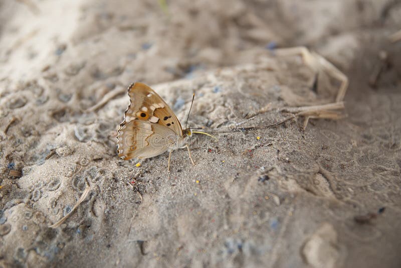 The Butterfly on Sand Macro Stock Image - Image of beach, beige: 83681529