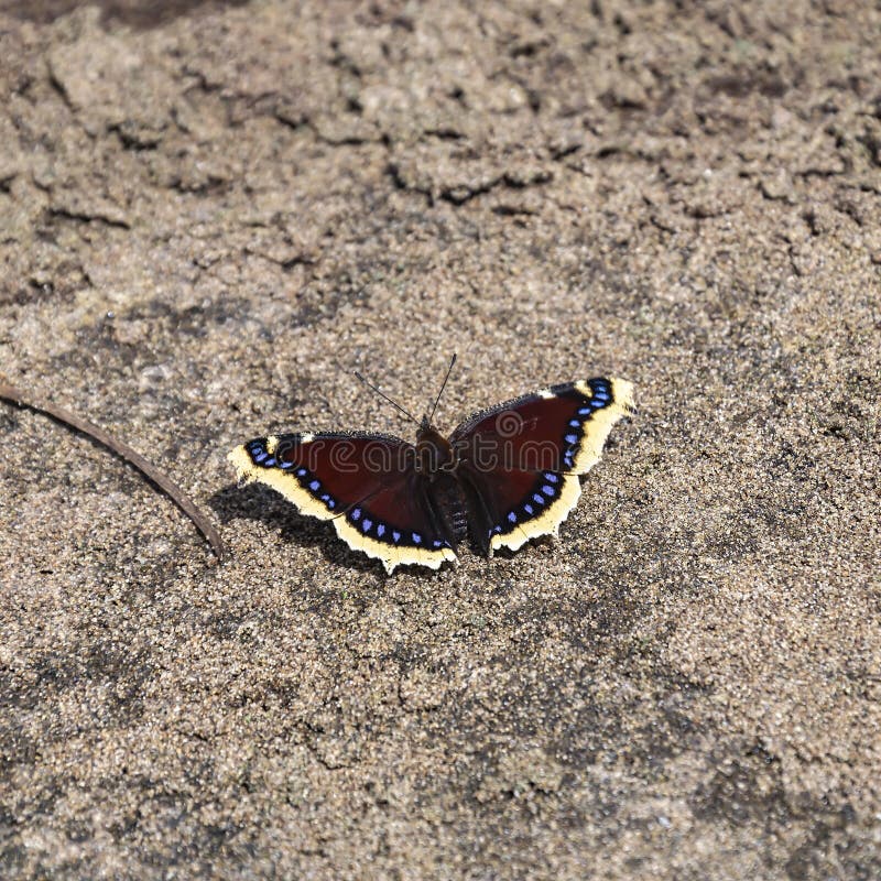 Butterfly on the sand stock image. Image of insect, butterfly - 233171205