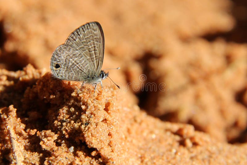 Butterfly on Sand, the Tailless Lineblue. Stock Photo - Image of ...