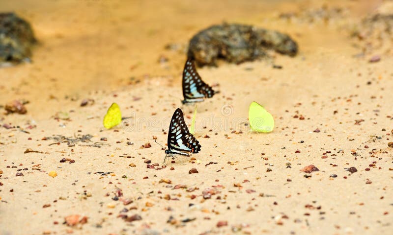 Butterfly on a sand stock image. Image of sand, wing - 32339369
