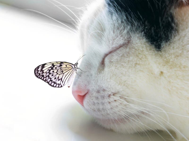 Kitty and butterfly stock photo. Image of kitten, white - 19209818