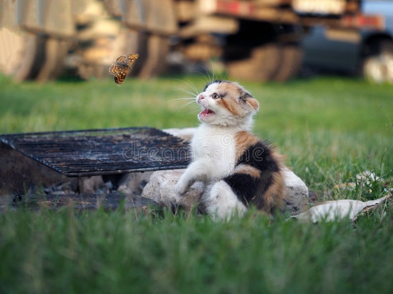 The Butterfly Scared Kitten Stock Image - Image of outdoor, charming ...
