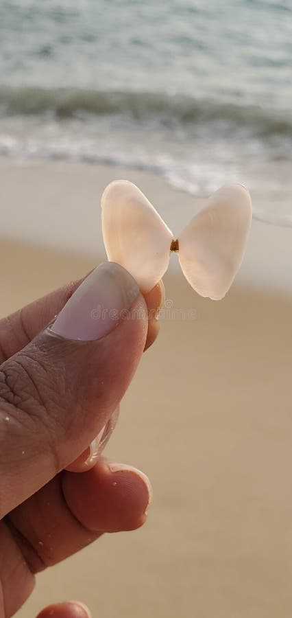 Butterfly Seashells on Beach Stock Image - Image of food, organ: 265818569