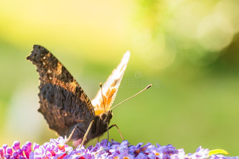 Butterfly selection stock image. Image of birch, close - 190910585