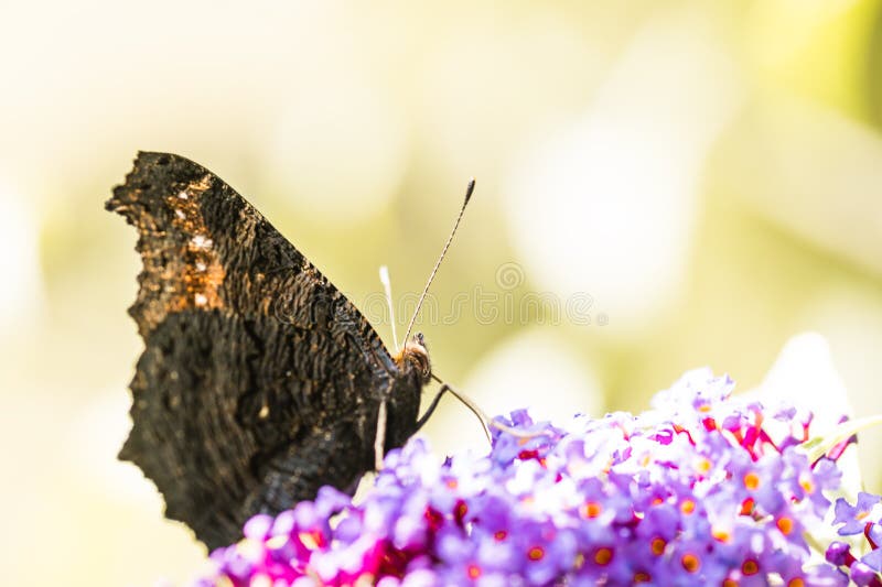 Butterfly selection stock photo. Image of highcoloured - 190910588