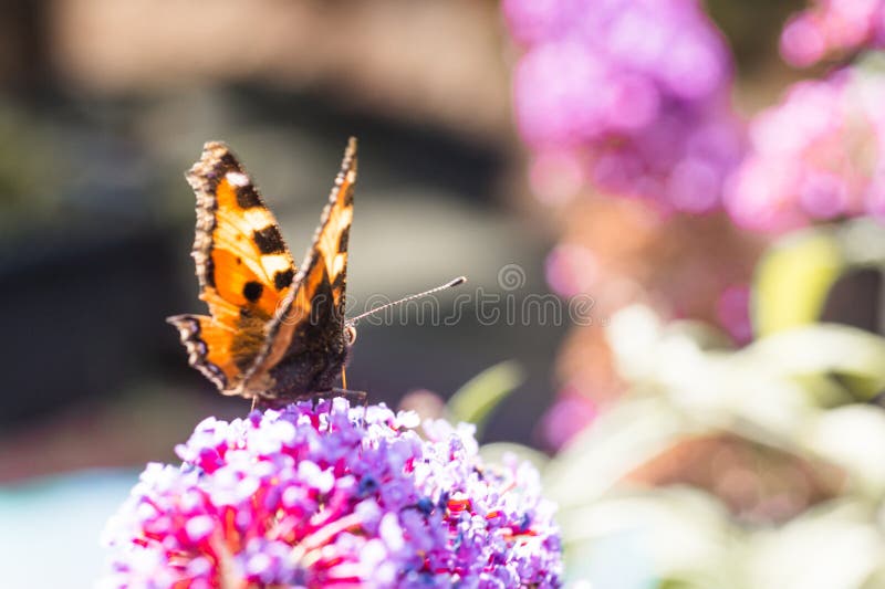 Butterfly selection stock photo. Image of pink, flower - 190910624