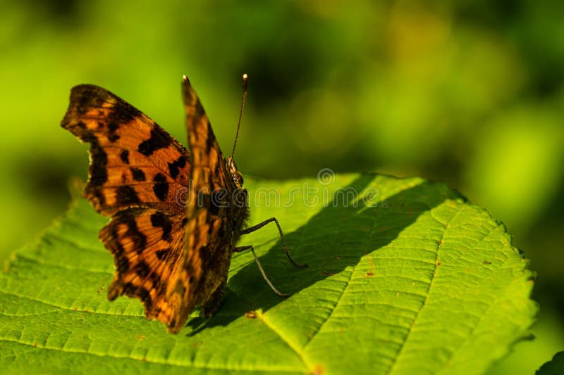 Butterfly selection stock photo. Image of life, meadow - 190910514