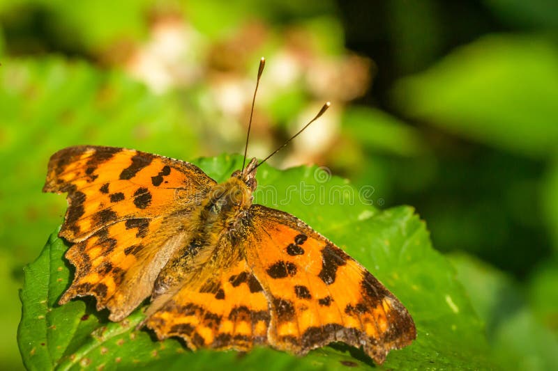 Butterfly selection stock image. Image of detail, flower - 190910521