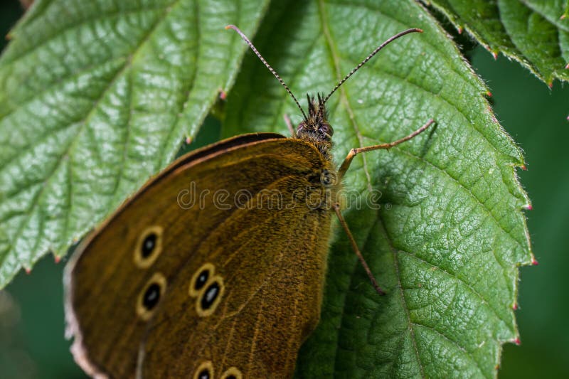 Butterfly selection stock photo. Image of botany, orange - 190910508