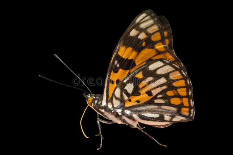 Sephisa Princeps Larvae Stock Photos - Free & Royalty-Free Stock Photos ...