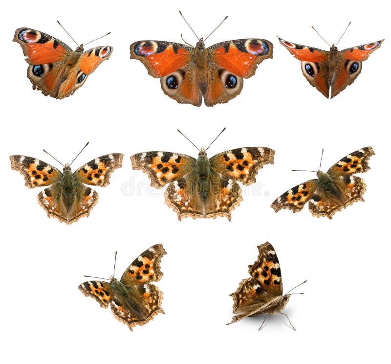 Butterfly set stock image. Image of white, position, insect - 52269619
