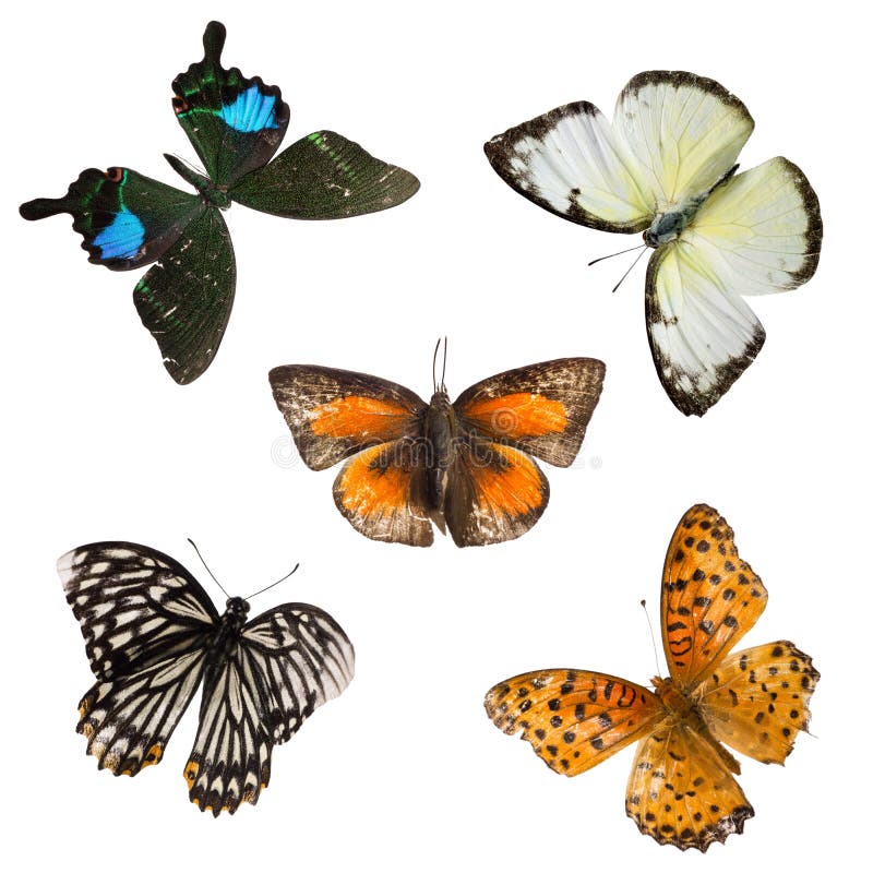 Butterfly set collection stock image. Image of color - 21500963