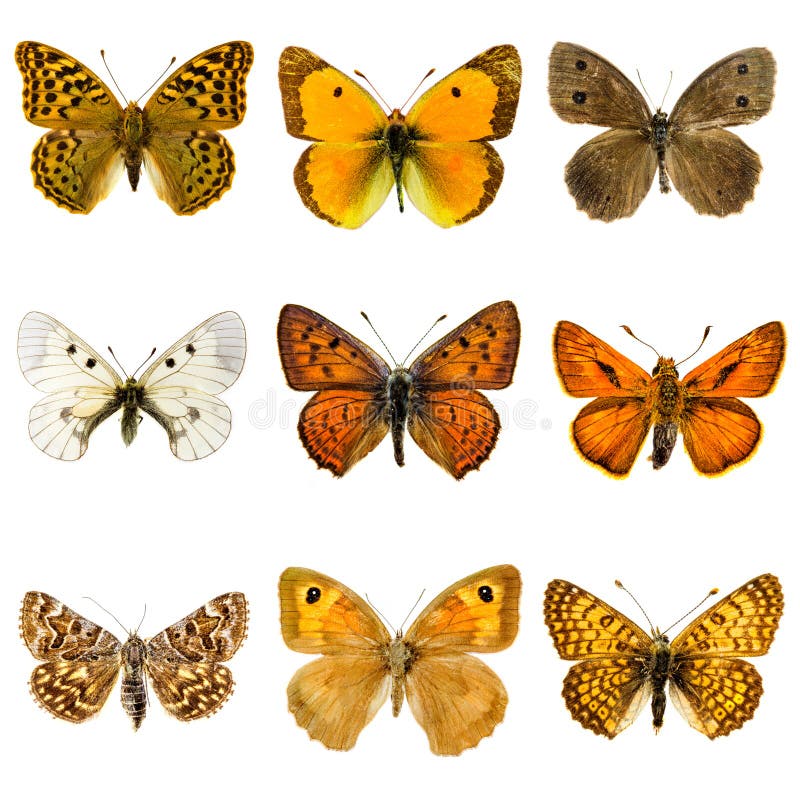 Butterfly set stock image. Image of small, butterfly - 46100521