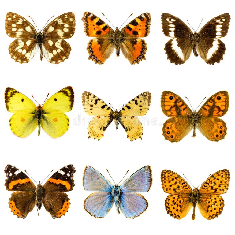 Butterfly set stock image. Image of small, butterfly - 46100521