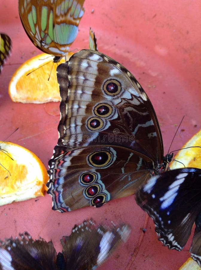 Butterfly stock image. Image of butterfly, eyes, feeding - 48836869