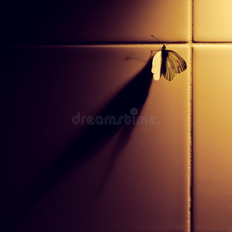 Butterfly and shadow stock image. Image of colors, gradient - 22818591