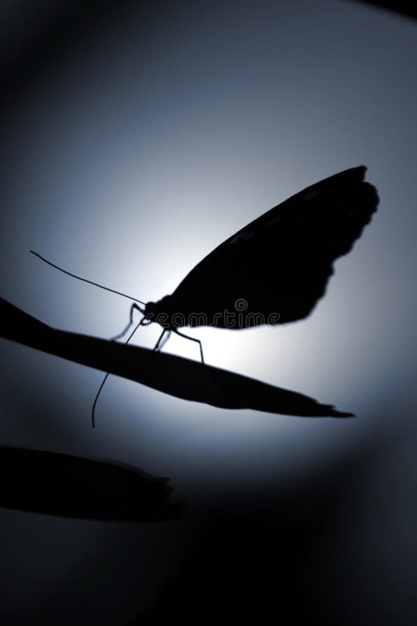 Butterfly shadows stock photo. Image of nature, light - 6090280