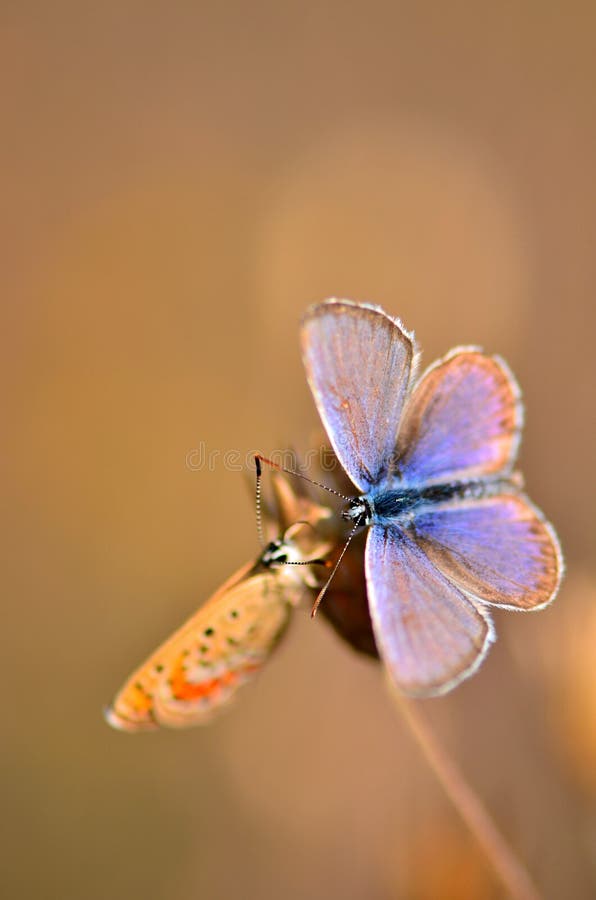 Butterfly stock image. Image of pair, butterfly, making - 51013213