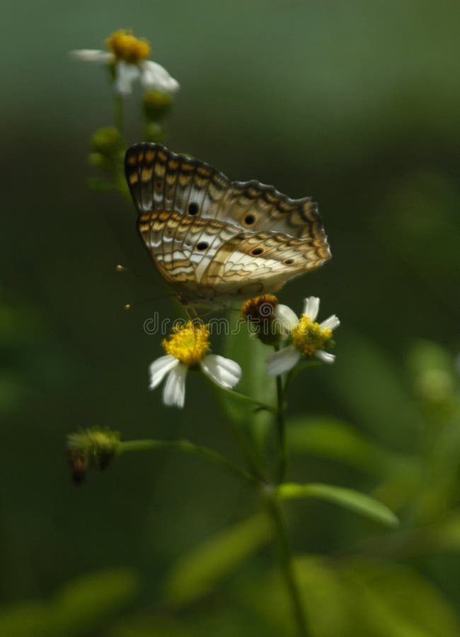 Butterfly Side View, Sitting on Wildflowers Stock Photo - Image of view ...