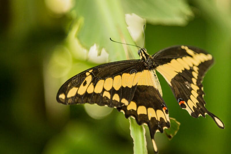 Butterfly sign of freedom stock image. Image of freedom - 64116877