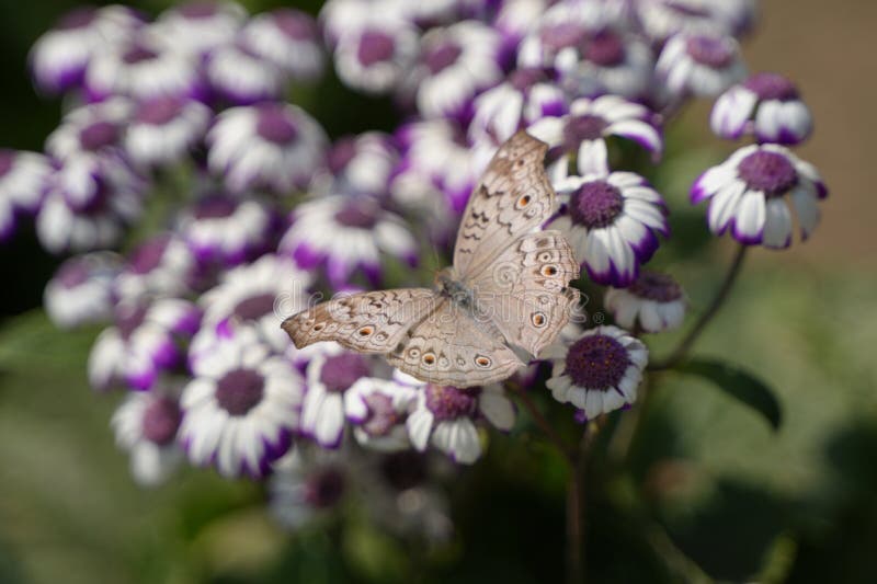 A Butterfly Sits on a Flower Blooming in the Garden. Stock Image ...