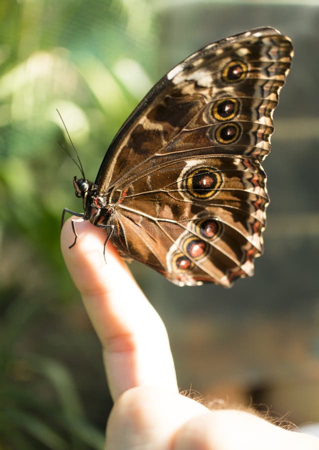 Butterfly on finger stock image. Image of caterpillar - 21957999