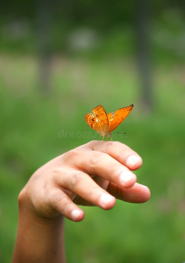 Butterfly on hand stock image. Image of color, conceptual - 29499987