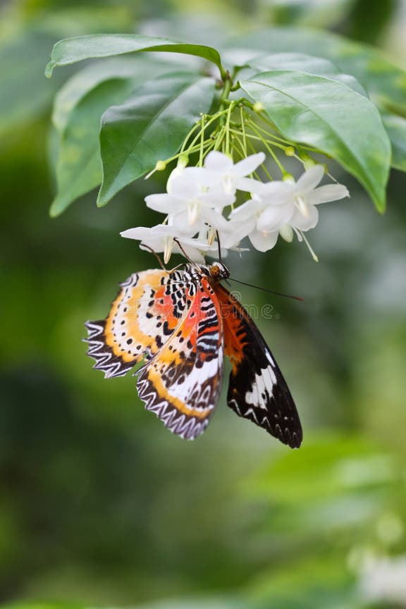 Butterfly is Sitting on Jasmine Flower Stock Photo - Image of macro ...