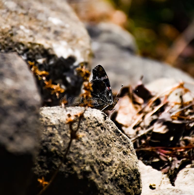 Butterfly Sitting on a Rock Stock Image - Image of produce, wildlife ...