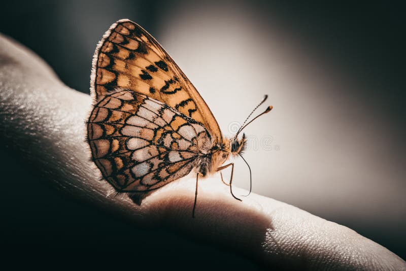 Butterfly Sitting on Side of a Hand Nozzle Skin Stock Image - Image of ...