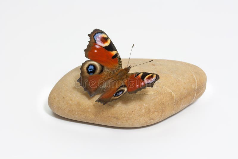 Butterfly Sitting on a Stone Stock Image - Image of peacock, macro ...