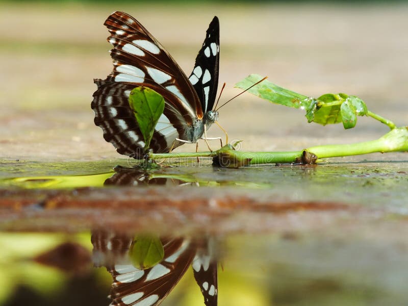A Butterfly is Sitting on a Wet Surface, with Its Reflection Visible in ...