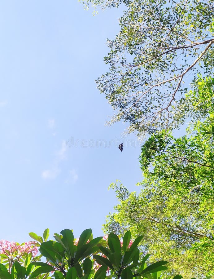 Butterfly on the sky stock photo. Image of green, butterfly - 262151506