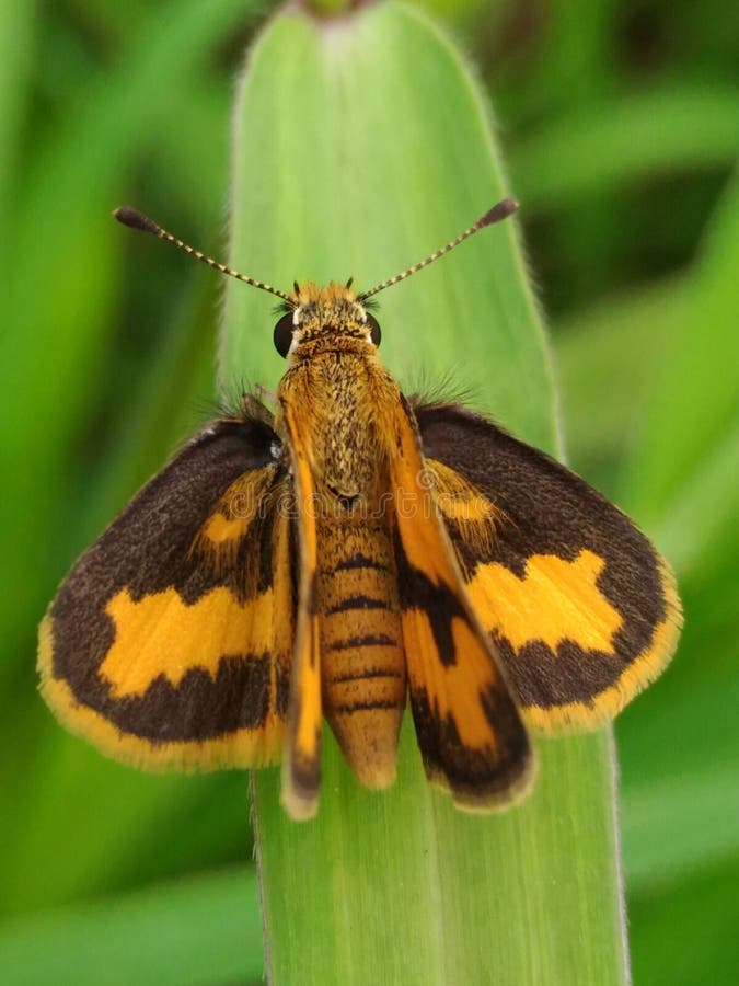 Heart Butterfly Outline Stock Photos - Free & Royalty-Free Stock Photos ...