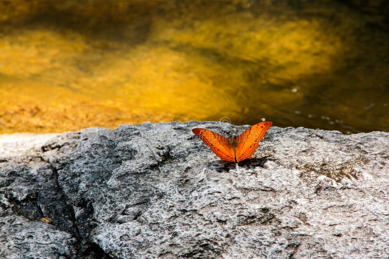 Butterfly stock image. Image of animal, river, butterfly - 32844655