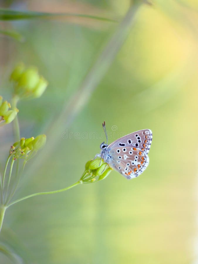 Butterfly stock photo. Image of fauna, meadow, beauty - 59124740
