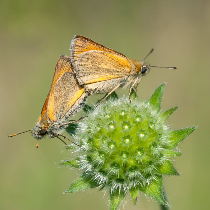 A Pair of Wonderful Butterflies on a Flower Illuminated by the Sun ...
