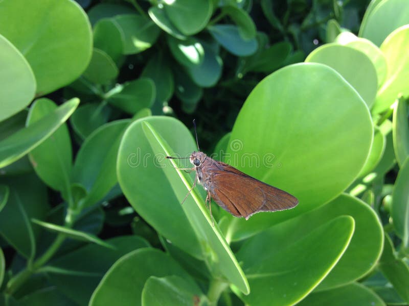Butterfly in South Beach, Miami. Stock Image - Image of south, beach ...
