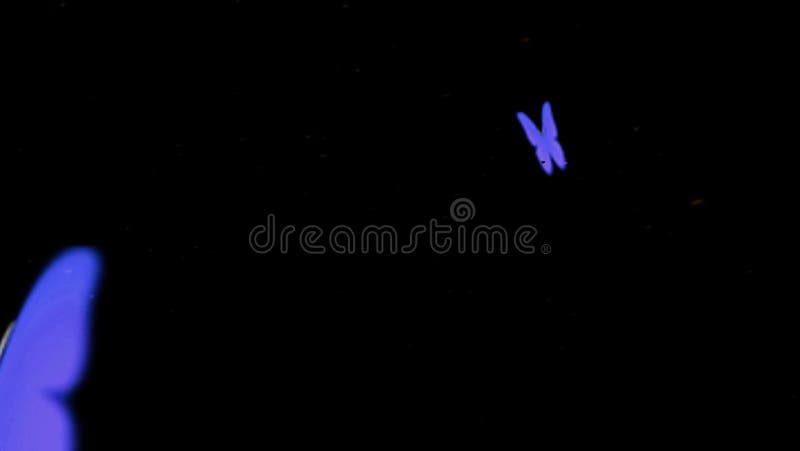 The Butterfly Spark Background with Particles. Stock Video - Video of ...