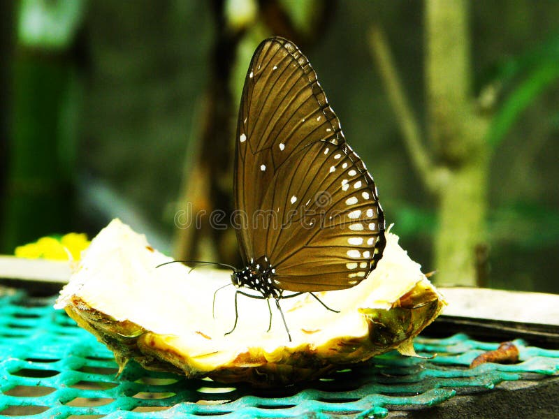Butterfly stock photo. Image of nature, insect, butterfly - 89534578
