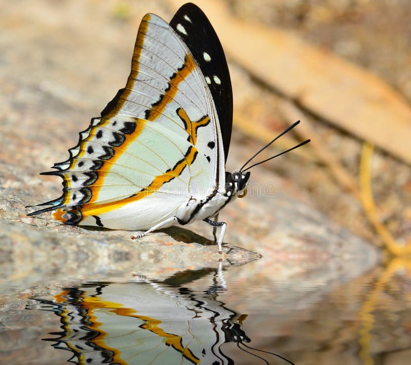 43+ Butterfly reflection water Free Stock Photos - StockFreeImages