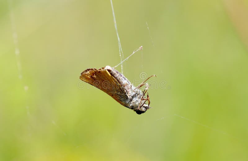 Butterfly in a Spider`s Web Stock Photo - Image of spider, season: 95464084