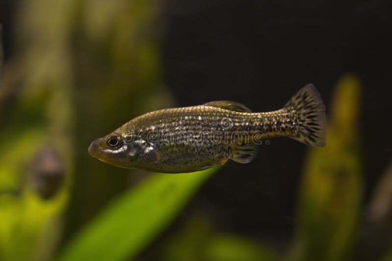 Butterfly Splitfin Stock Photos - Free & Royalty-Free Stock Photos from ...