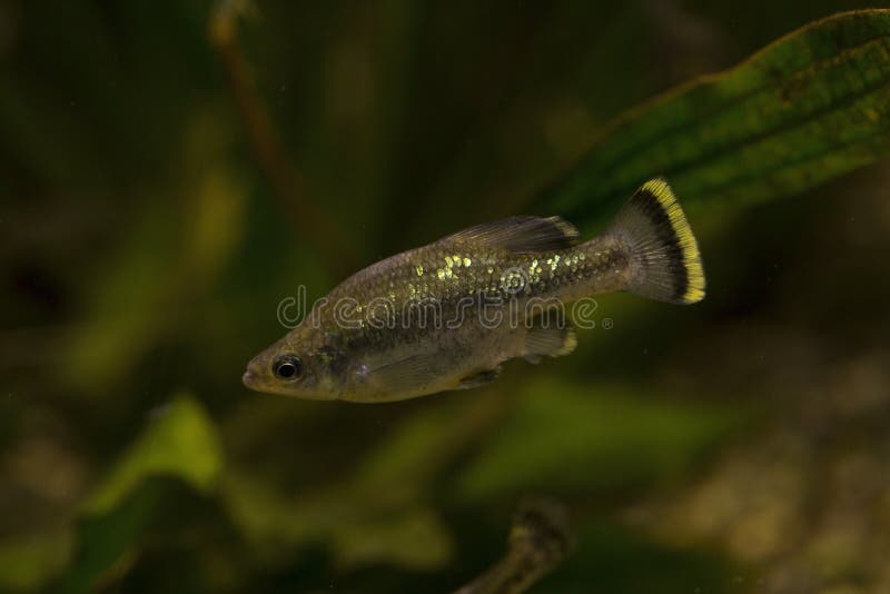 Butterfly Splitfin Stock Photos - Free & Royalty-Free Stock Photos from ...