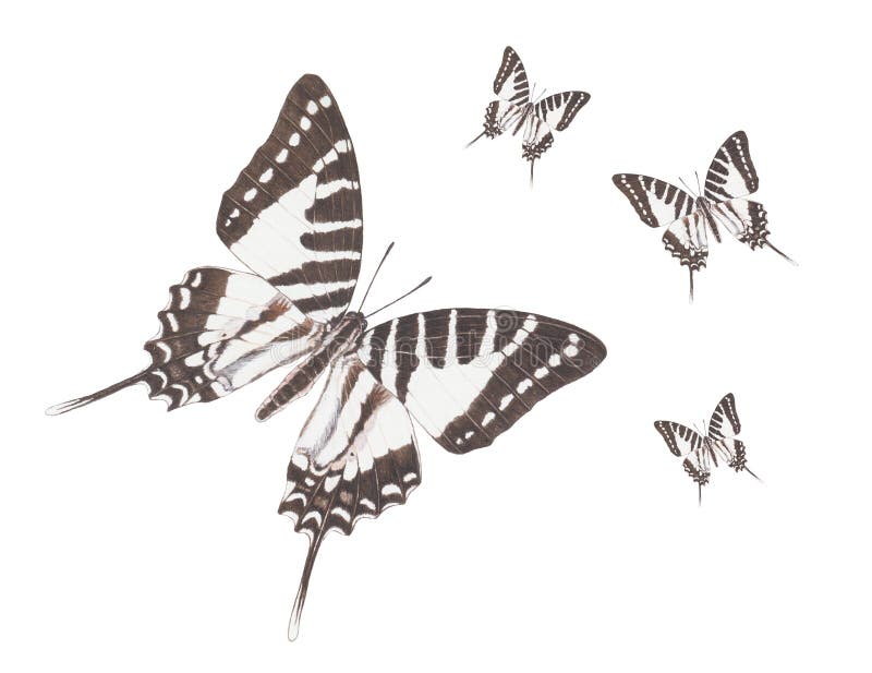 Butterfly-spot swordtail stock illustration. Illustration of butterfly ...