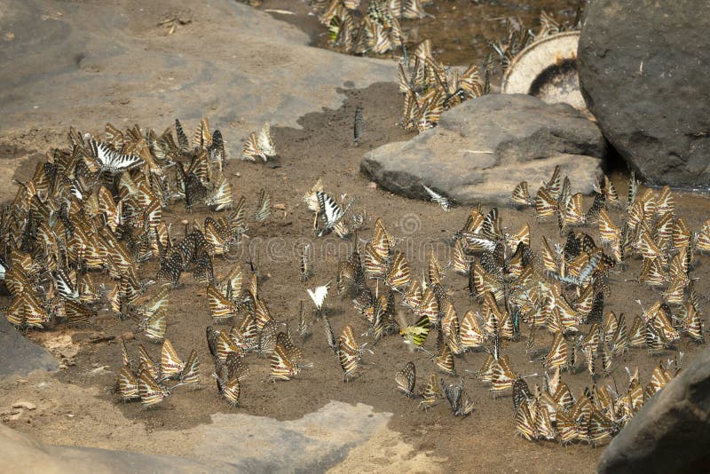 Butterfly,the Spot Swordtail Stock Photo - Image of pattern, insect ...