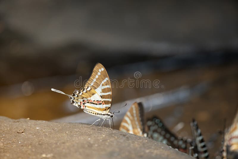 Butterfly,the Spot Swordtail Stock Photo - Image of beautiful, graphium ...