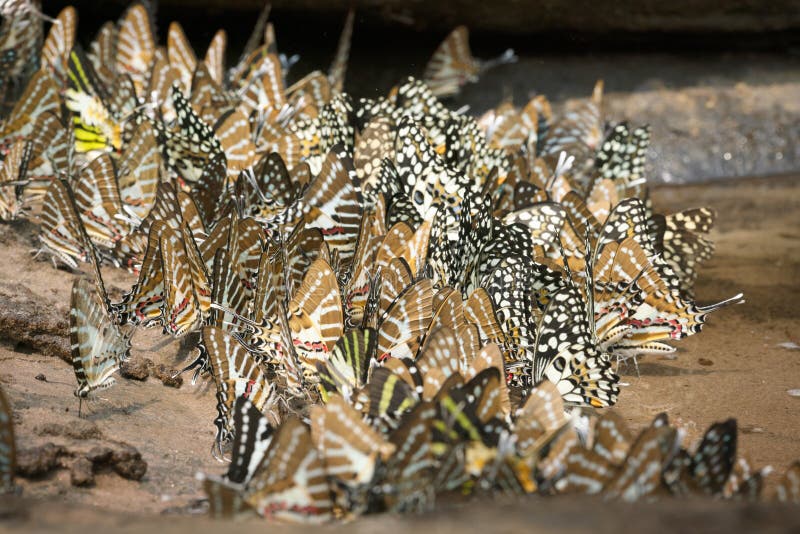 Butterfly,the Spot Swordtail Stock Image - Image of biological ...